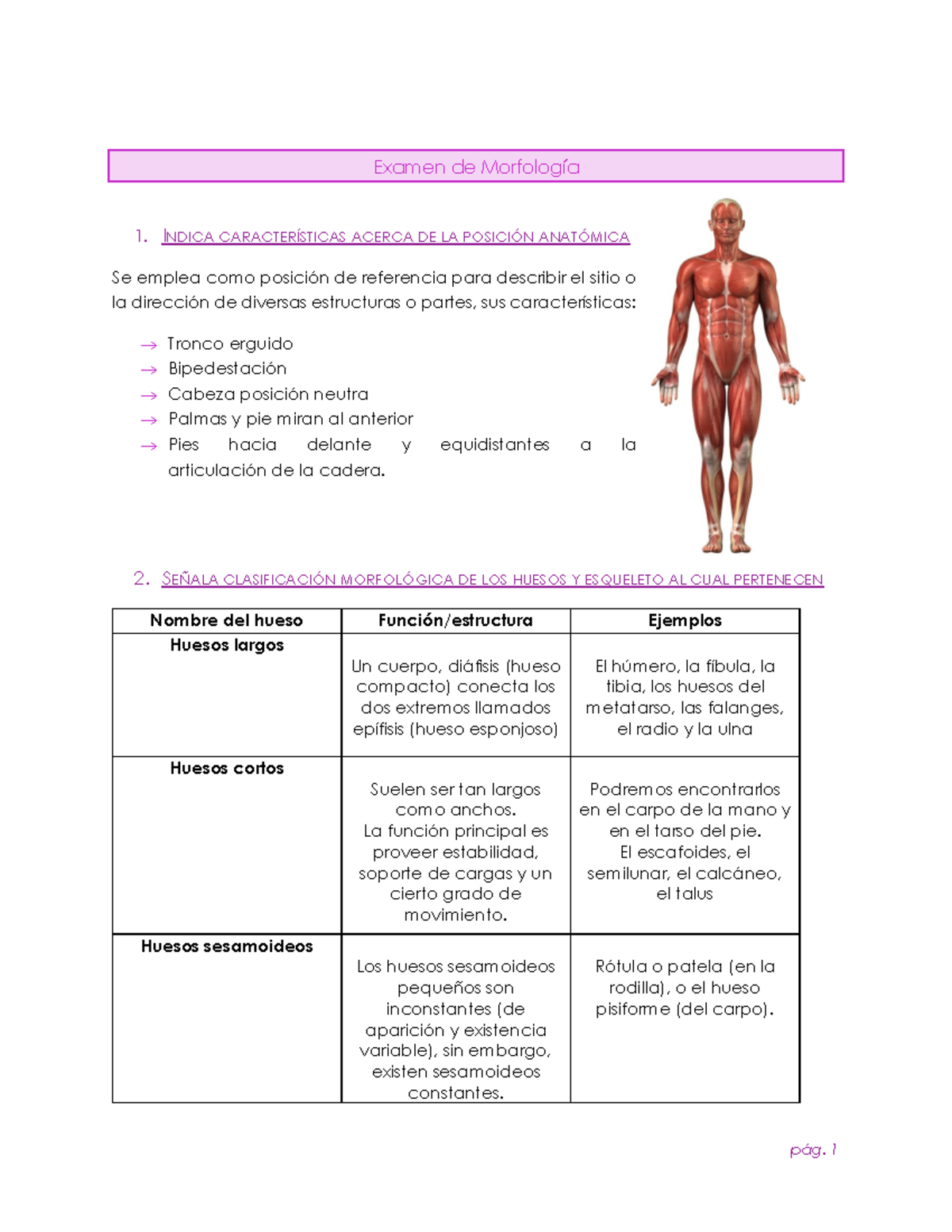 Examen de Morfología - Examen de Morfología 1. I NDICA CARACTERÍSTICAS ...