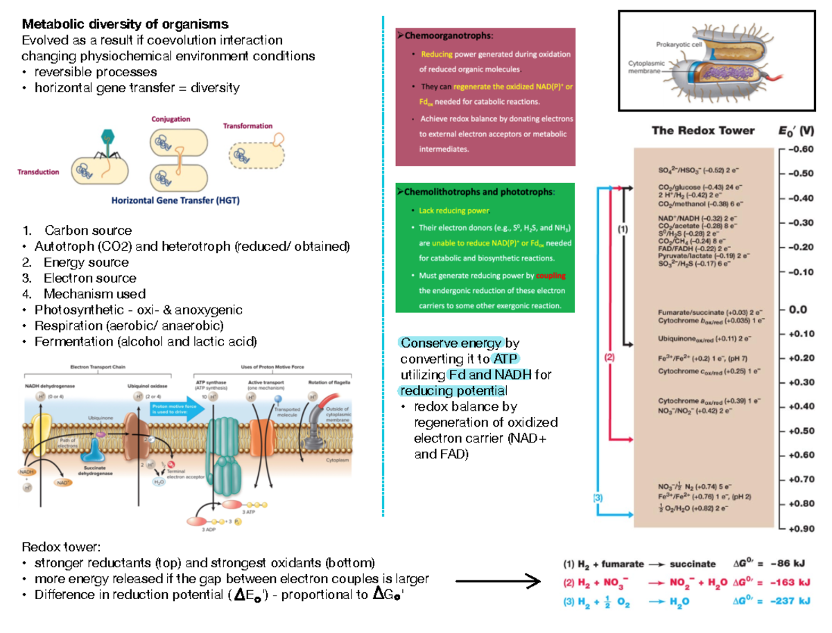 Summaries Theme 4 - Summary Bacteriology - Metabolic diversity of ...