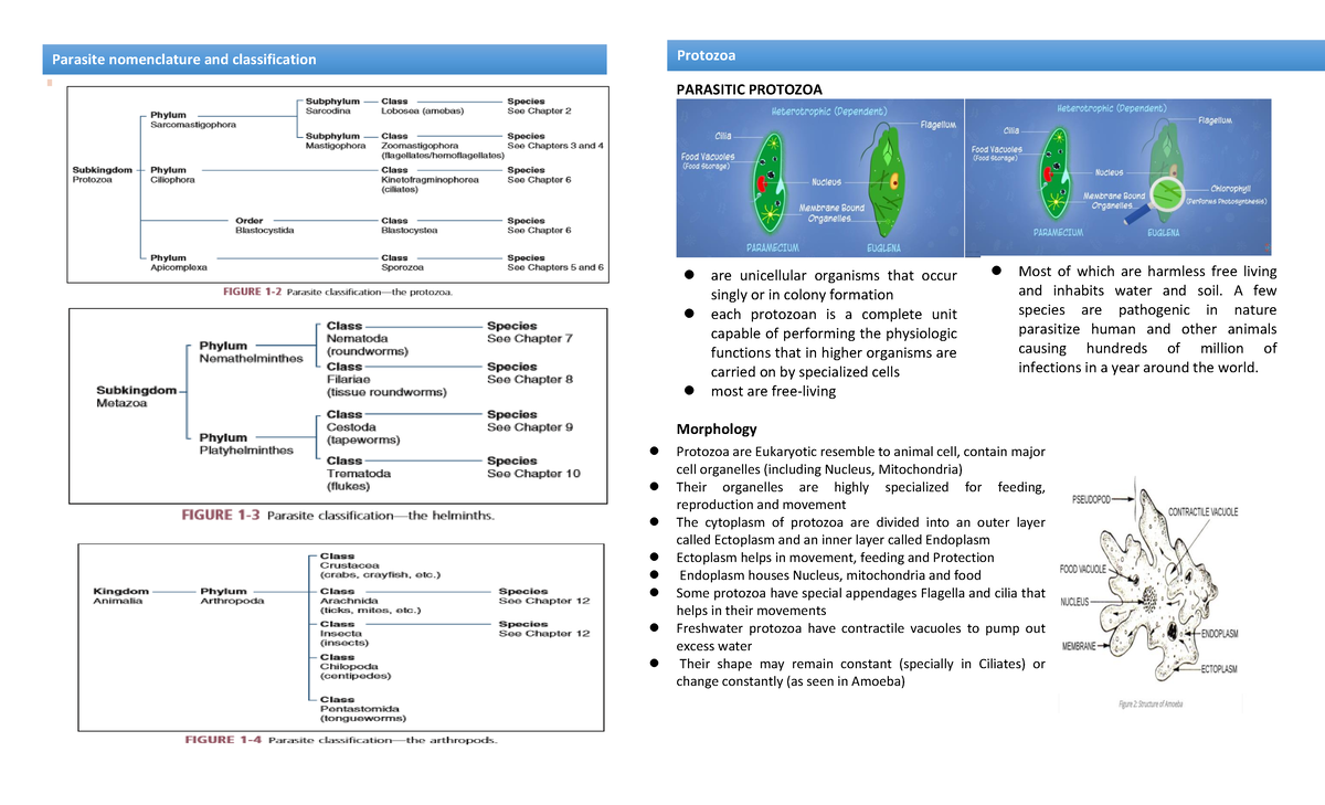 Amoeba PARA Transes - PARASITIC PROTOZOA Morphology Parasite ...