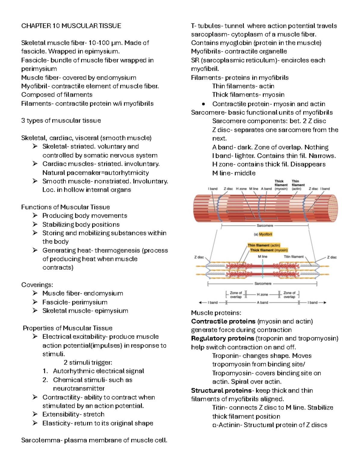 Muscular Tissue - Summary Anatomy and Physiology - CHAPTER 10 MUSCULAR ...