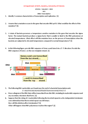Schistosoma+Taenia - Taenia and Schistosoma notes - Human Schistosomes ...