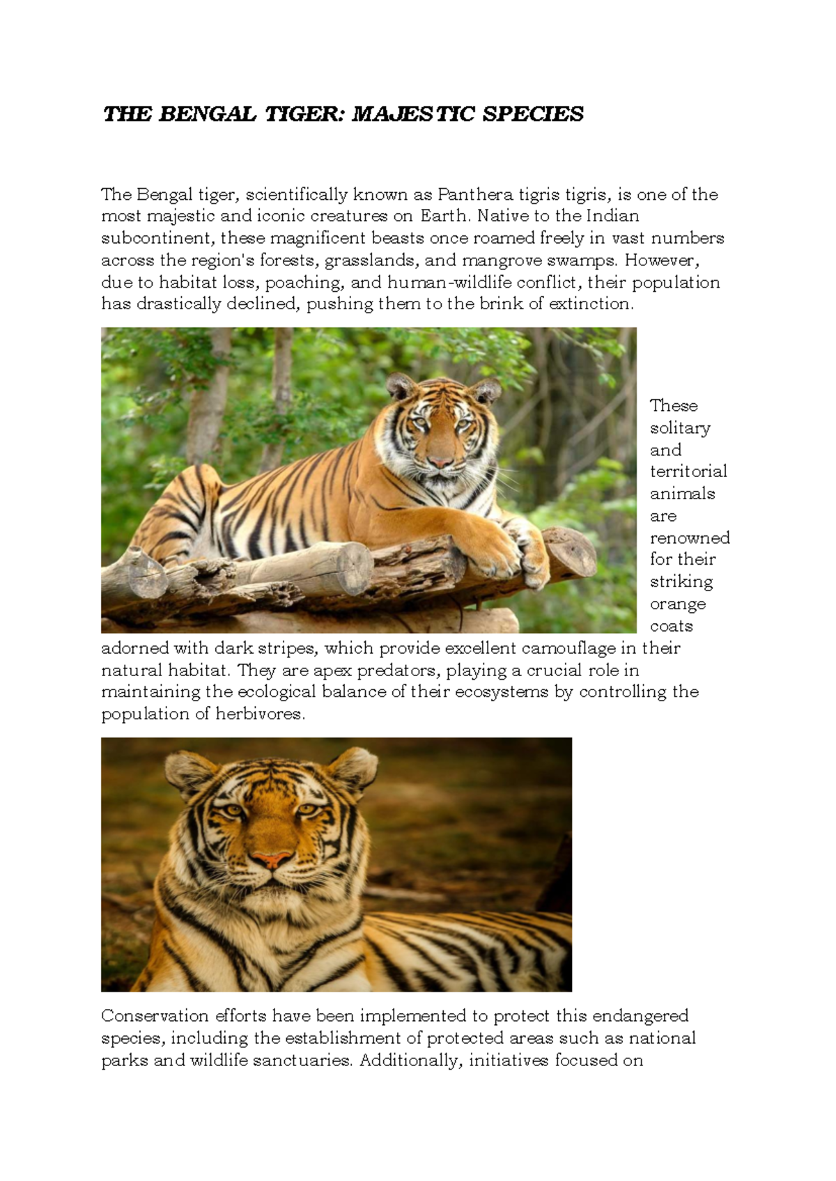 Documento 2 - ajis - THE BENGAL TIGER: MAJESTIC SPECIES The Bengal ...