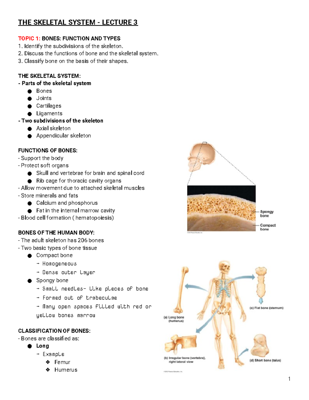 Lecture 3 - The Skeletal System - THE SKELETAL SYSTEM - LECTURE 3 TOPIC 1: BONES: FUNCTION AND ...