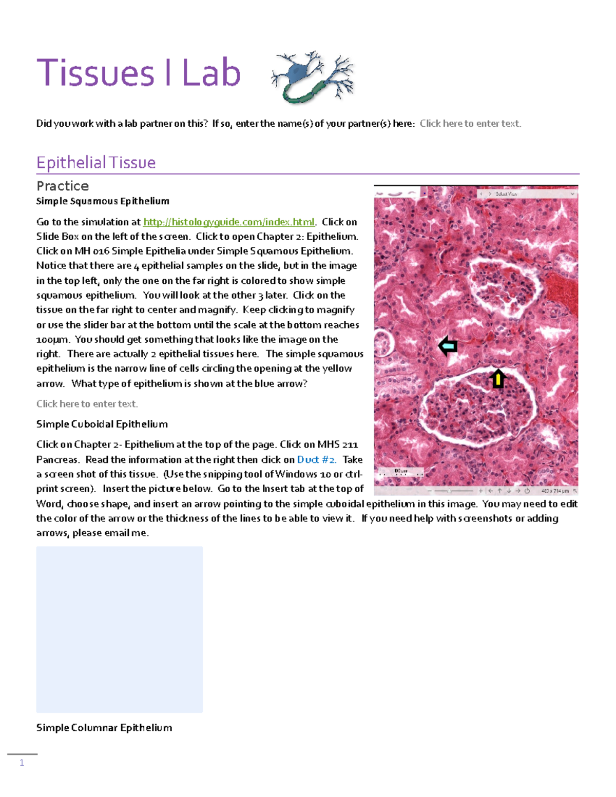 Tissues Lab - 2020 - Tissues I Lab Did you work with a lab partner on ...