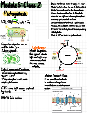 Lizard Evolution Virtual Lab Student Worksheet - BioInteractive ...