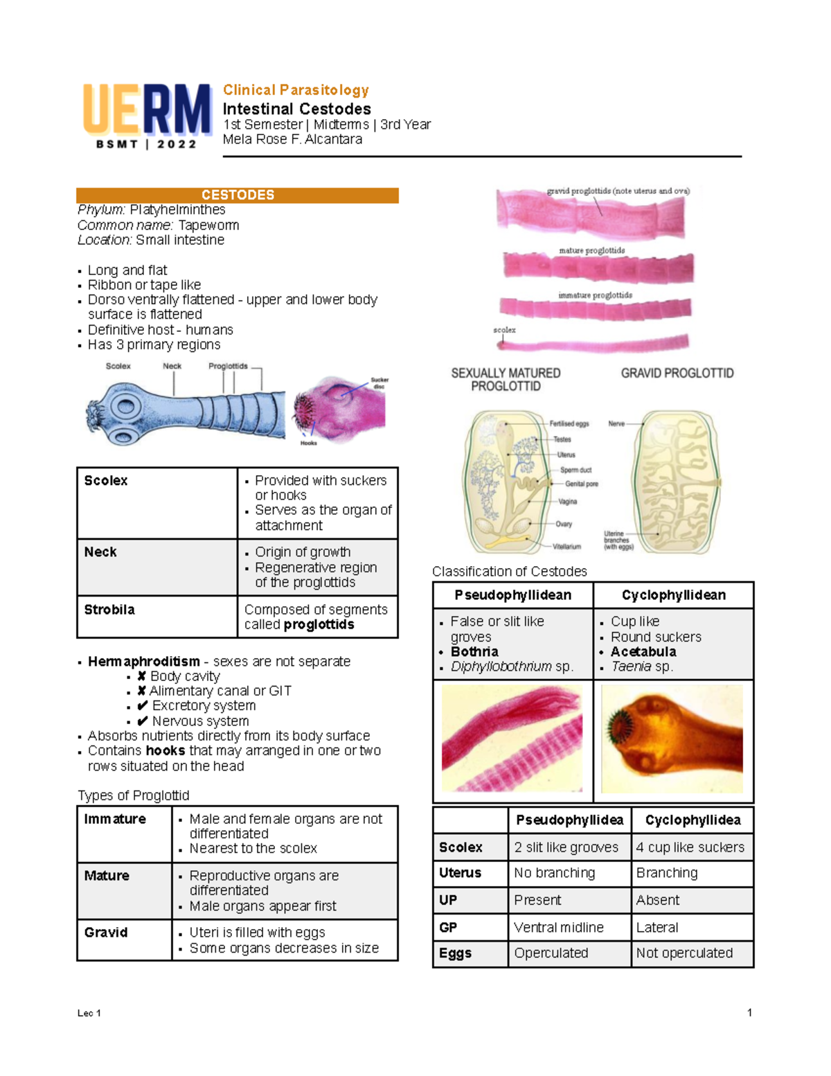Clinical Parasitology Intestinal Cestodes - CESTODES Phylum ...