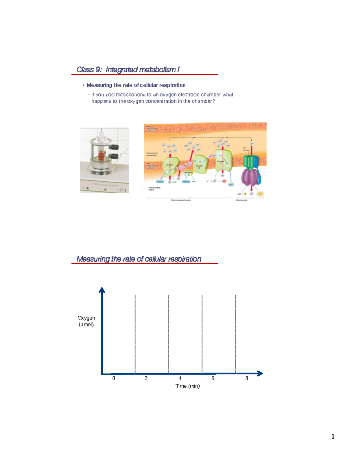 Class 9 Notes-3 - • Measuring the rate of cellular respiration – If you ...
