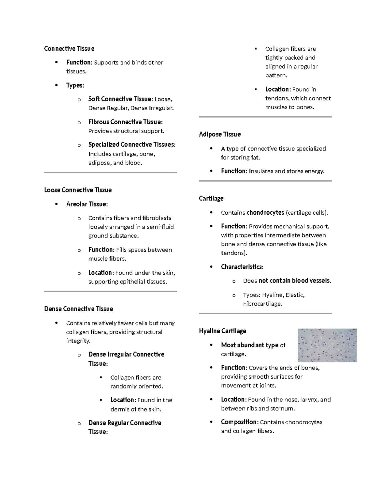 Connective Tissue - Connective Tissue Function: Supports and binds ...