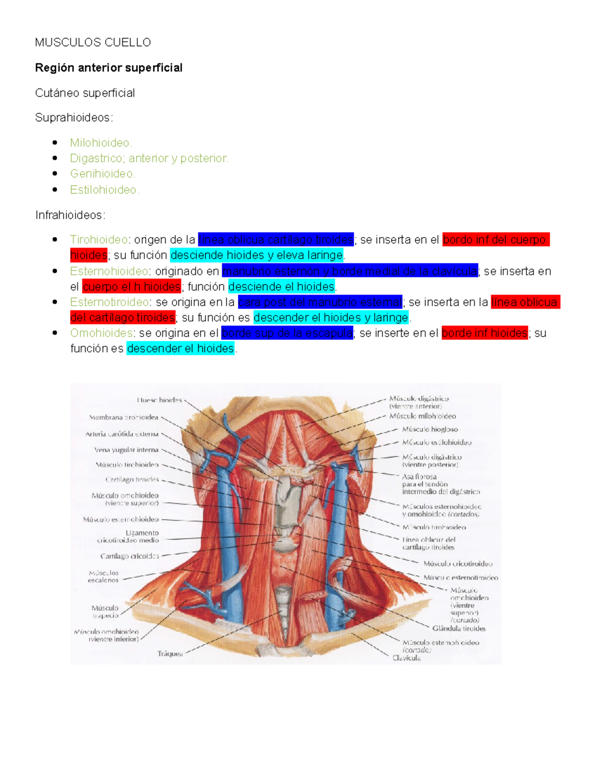 Musculatura del cuello - MUSCULOS CUELLO Región anterior superficial ...