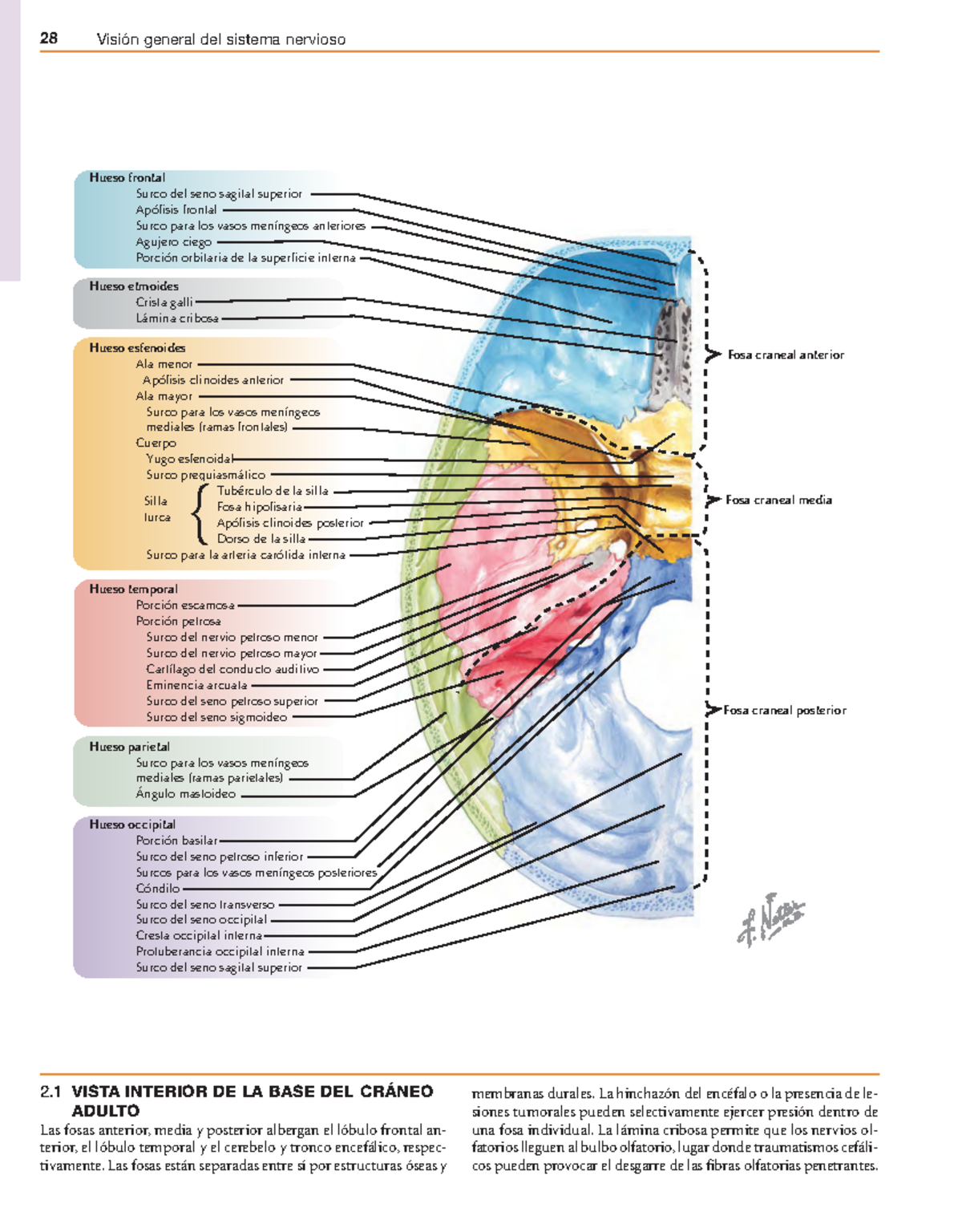 Netter Atlas de Neurociencia 2ª ed - 2 VISTA INTERIOR DE LA BASE DEL ...
