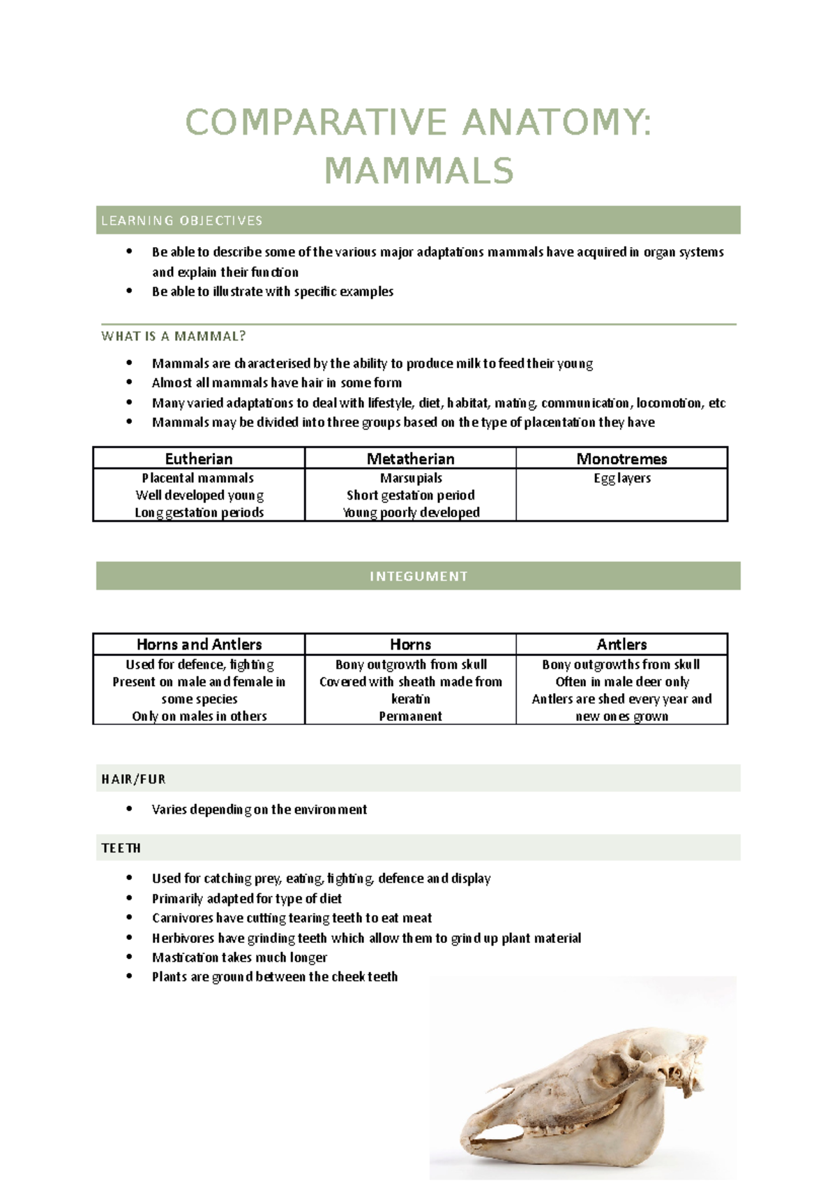 Comparative Anatomy - Mammals - COMPARATIVE ANATOMY: MAMMALS LEARNING ...