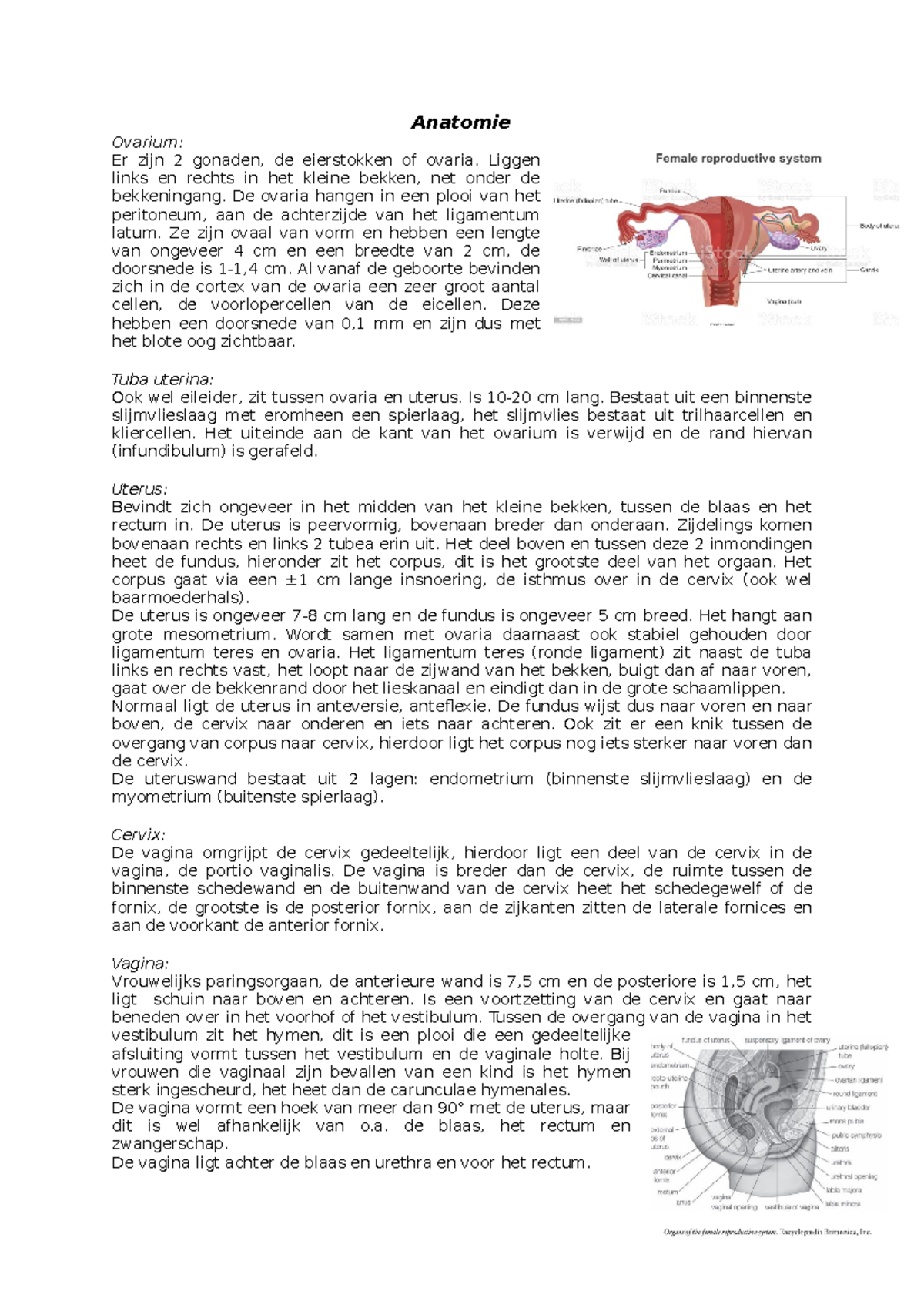 Anatomie - Anatomie Ovarium: Er zijn 2 gonaden, de eierstokken of ...
