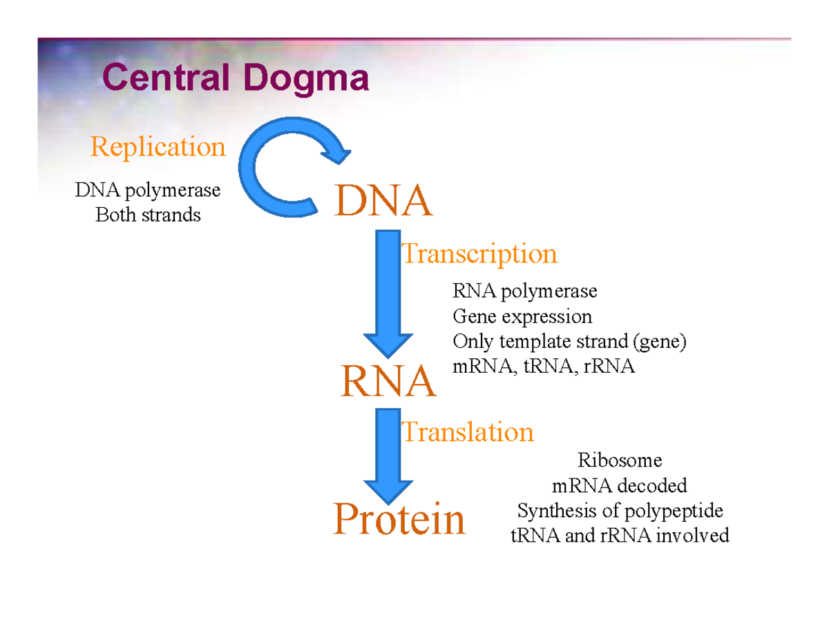 10-14 - Olubukola Oluranti Babalola - Central Dogma Protein DNA RNA ...