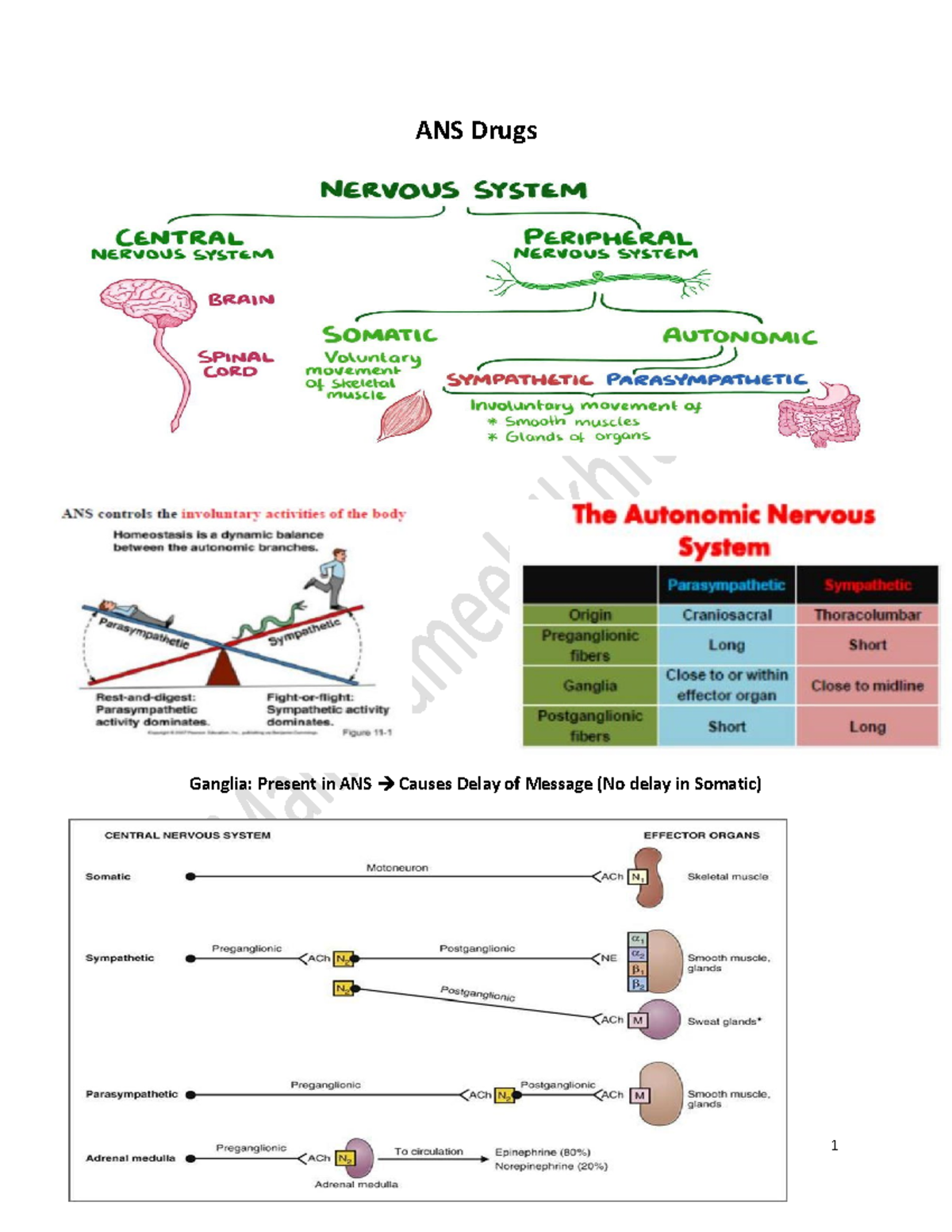 Pharma ANS Drugs Lecture 1-3 - ANS Drugs Ganglia: Present in ANS Causes Delay of Message (No ...