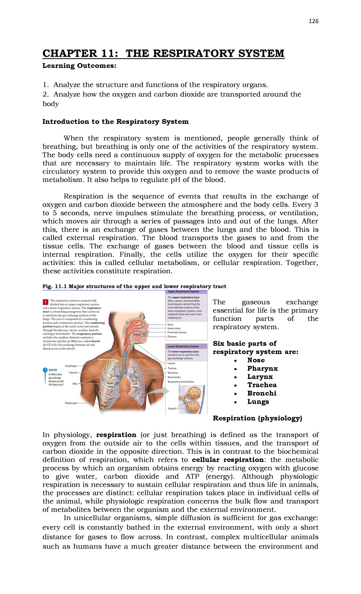 Respiratory System - CHAPTER 11: THE RESPIRATORY SYSTEM Learning ...