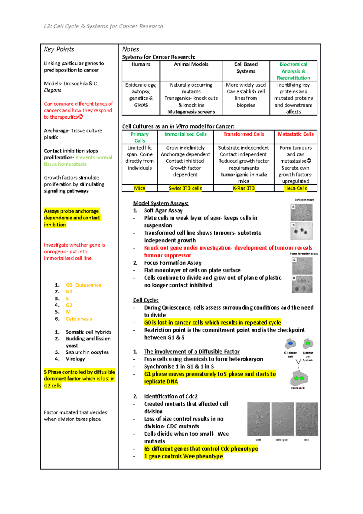 L2 Cell Cycle - Elegans Can compare different types of cancers and how ...