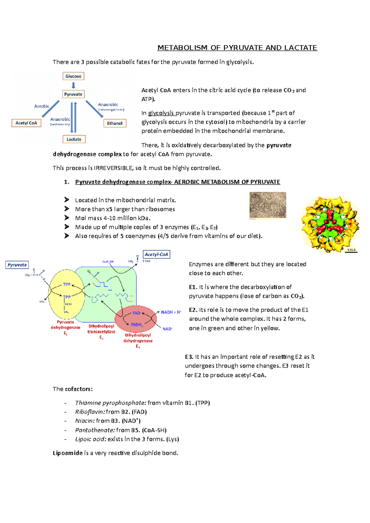 3. Metabolism of pyruvate and lactate - METABOLISM OF PYRUVATE AND ...