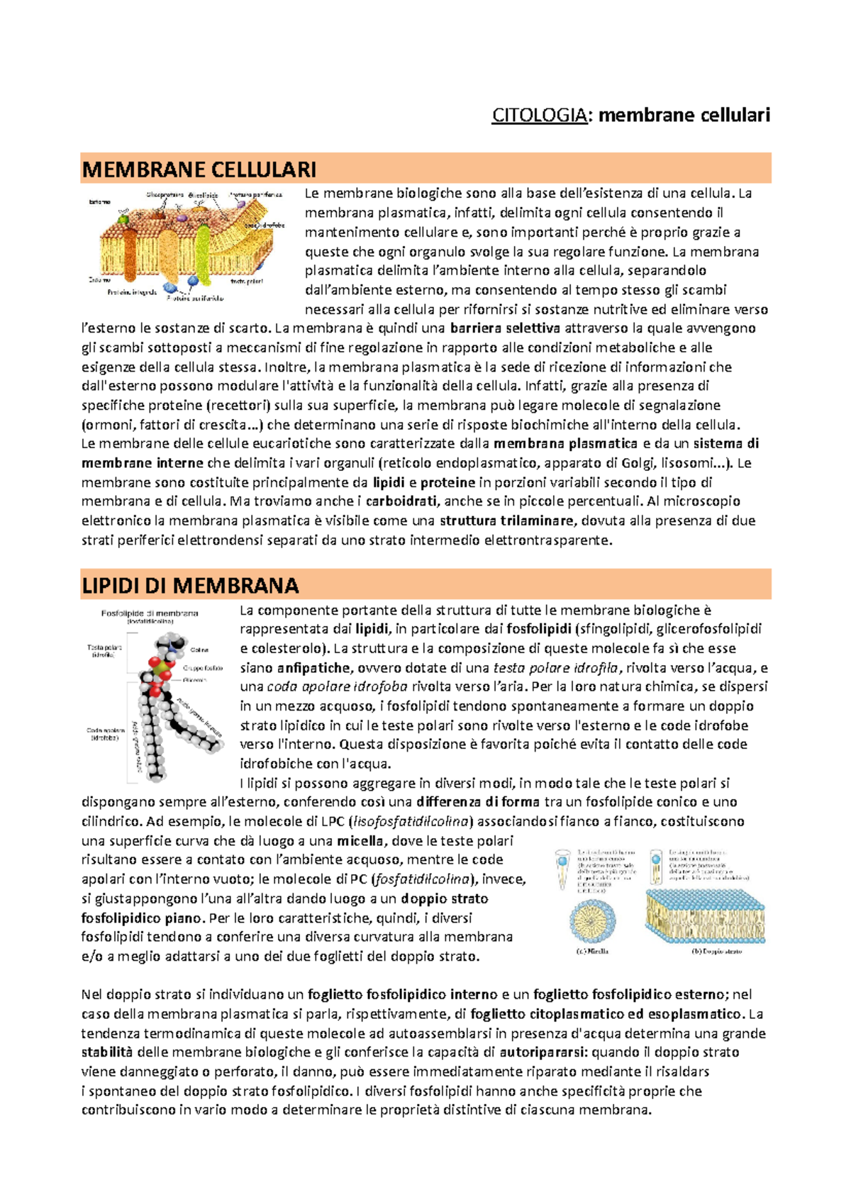 A5) Membrane cellulari - CITOLOGIA: membrane cellulari MEMBRANE ...