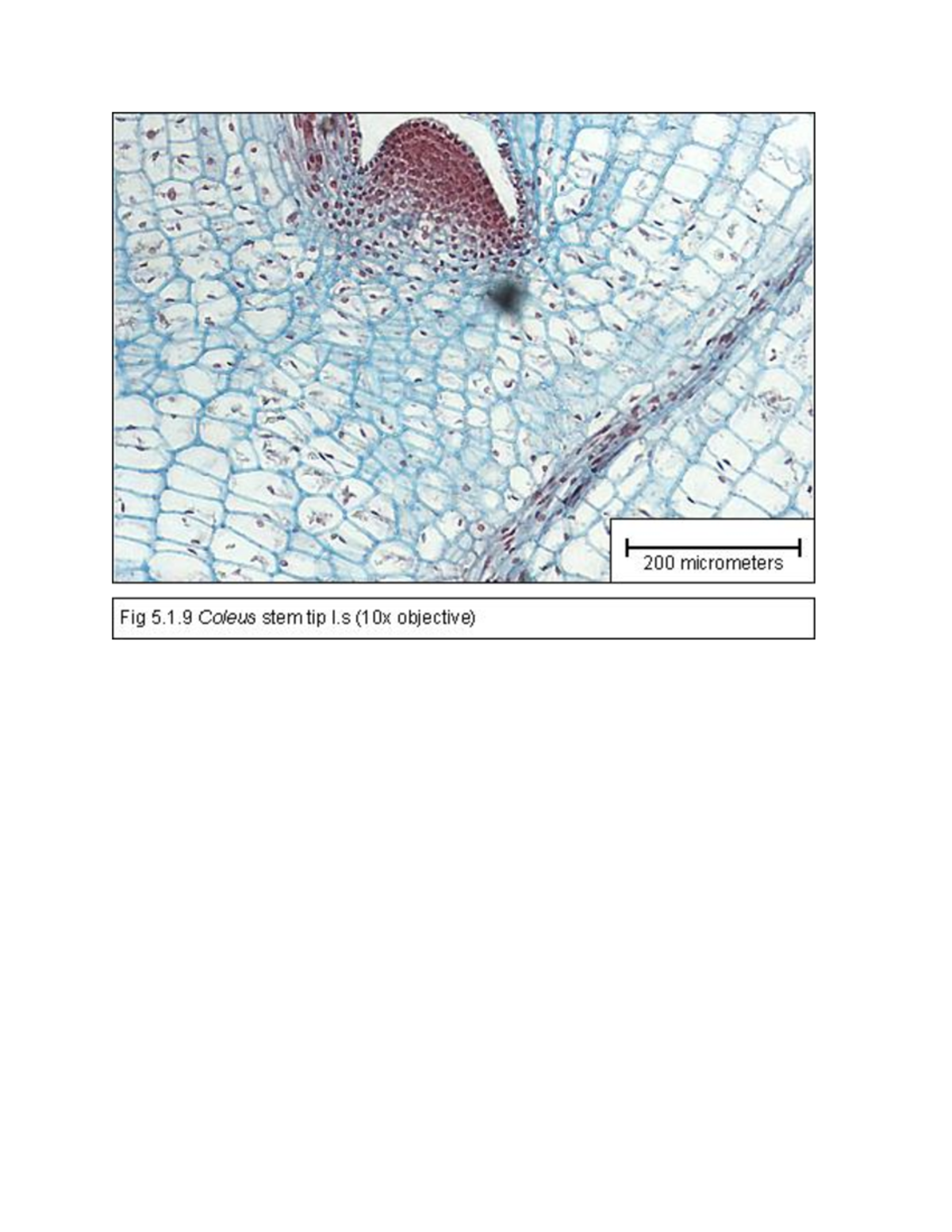 Lab 4 microscope images.professor: isobel waters - BIOL 2242 - s r e t ...