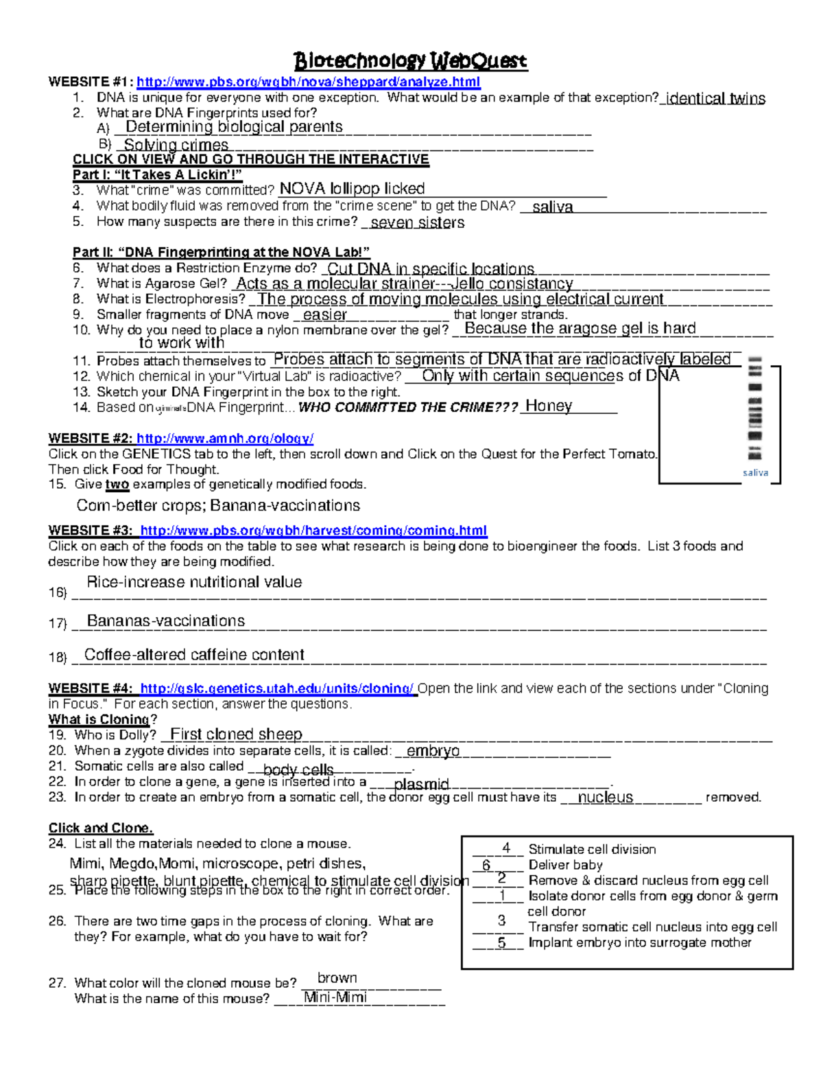 Biotechnology webquest answer key 4 - Biotechnology WebQuest WEBSITE #1 ...