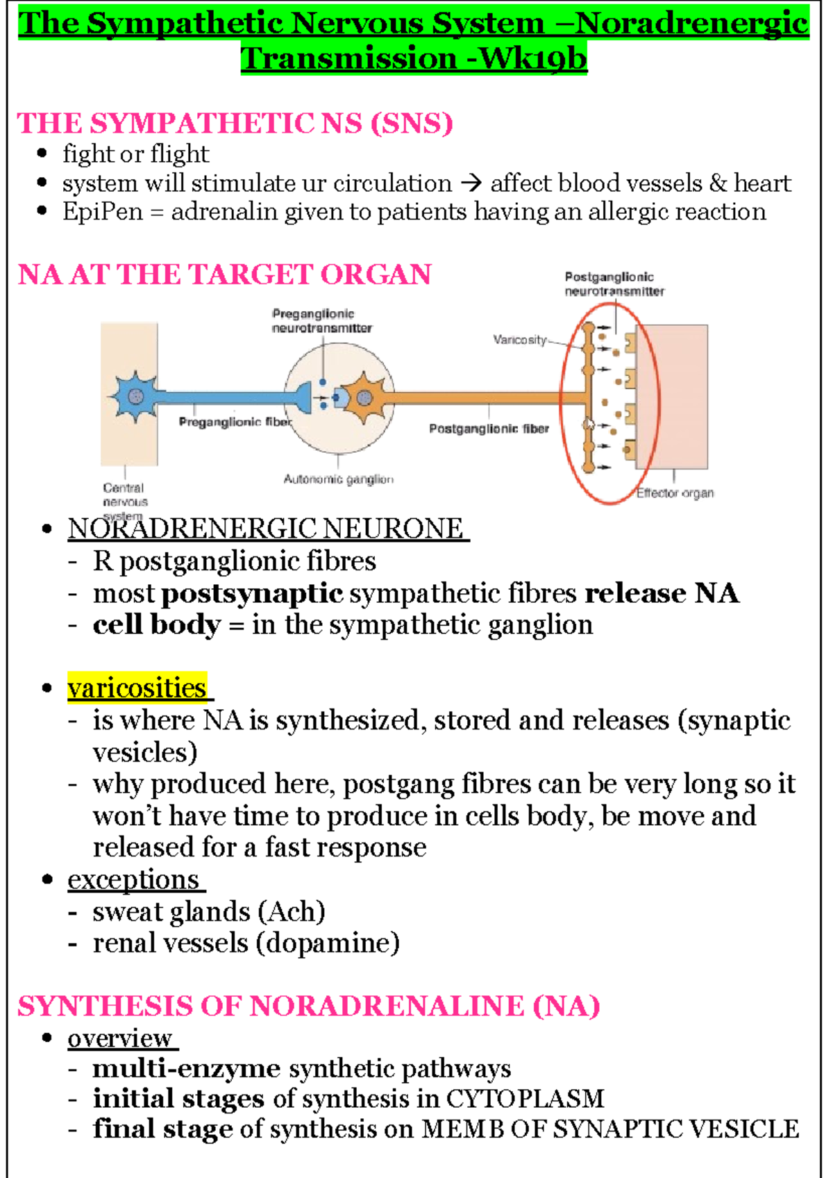 Wk19b The Sympathetic Nervous System –Noradrenergic Transmission ...