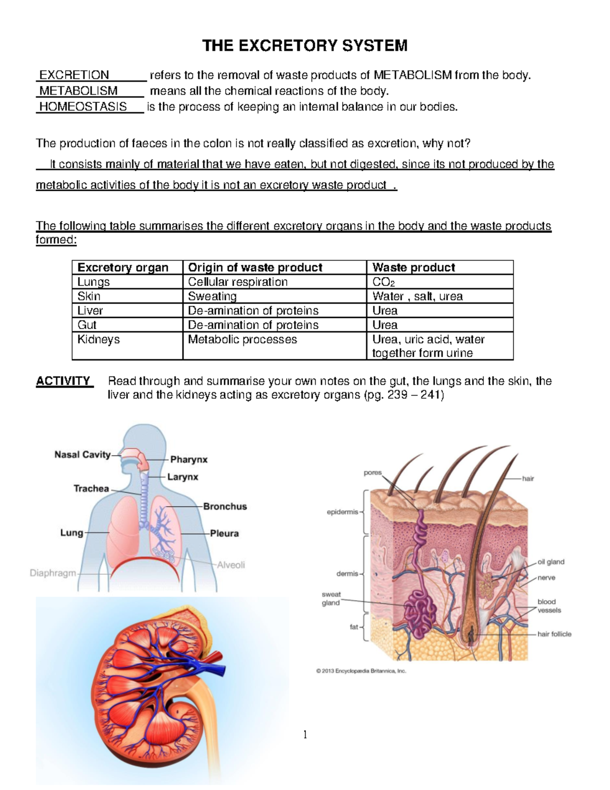 The excretory system - THE EXCRETORY SYSTEM EXCRETION refers to the ...