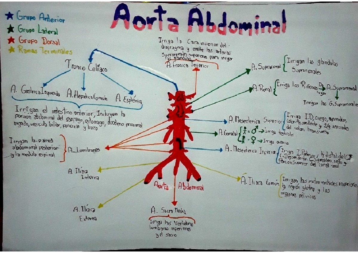 Aorta abdominal - Anatomia 1 - Studocu