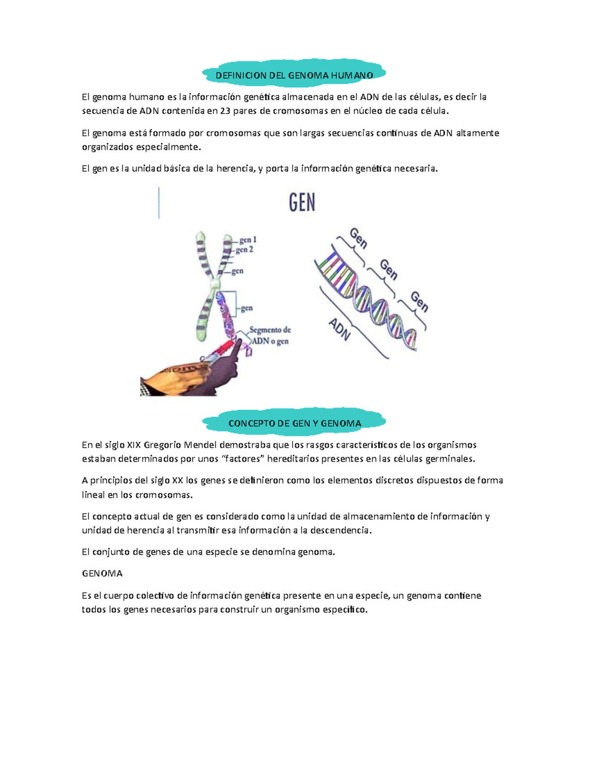 Naturaleza del Gen y Genoma - DEFINICION DEL GENOMA HUMANO El genoma ...