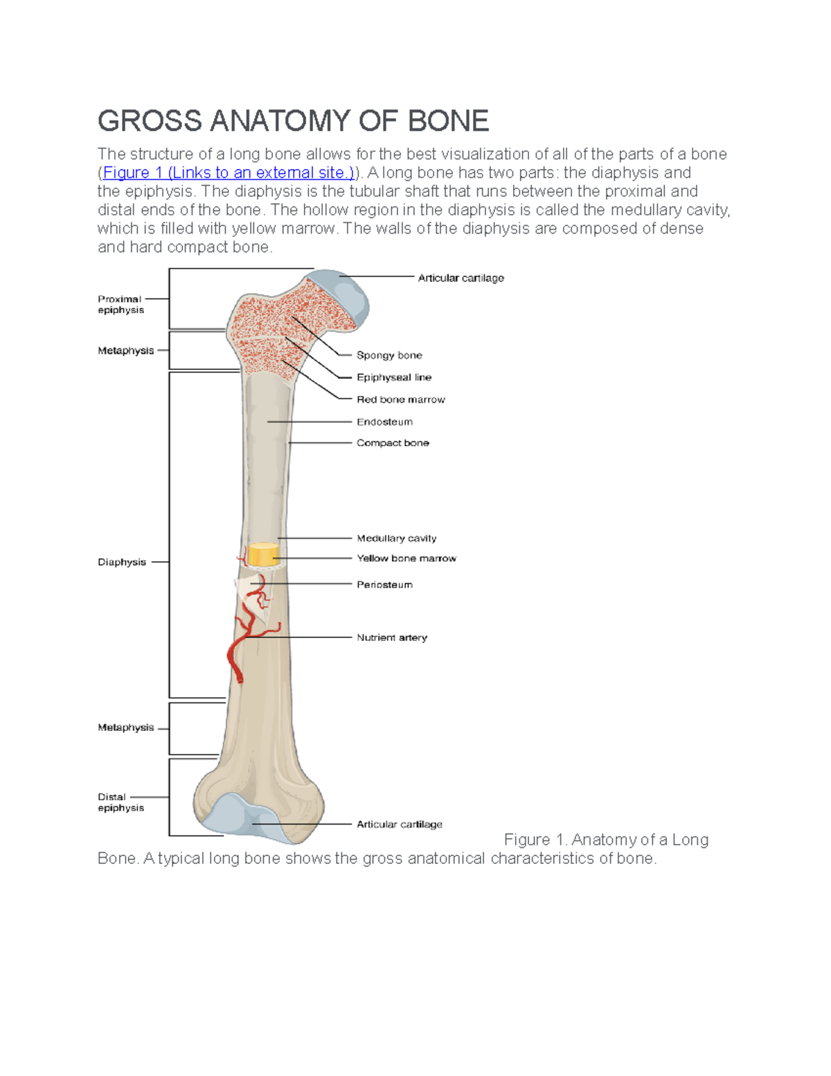 Gross Anatomy OF Bones CH 6 GROSS ANATOMY OF BONE The Structure Of