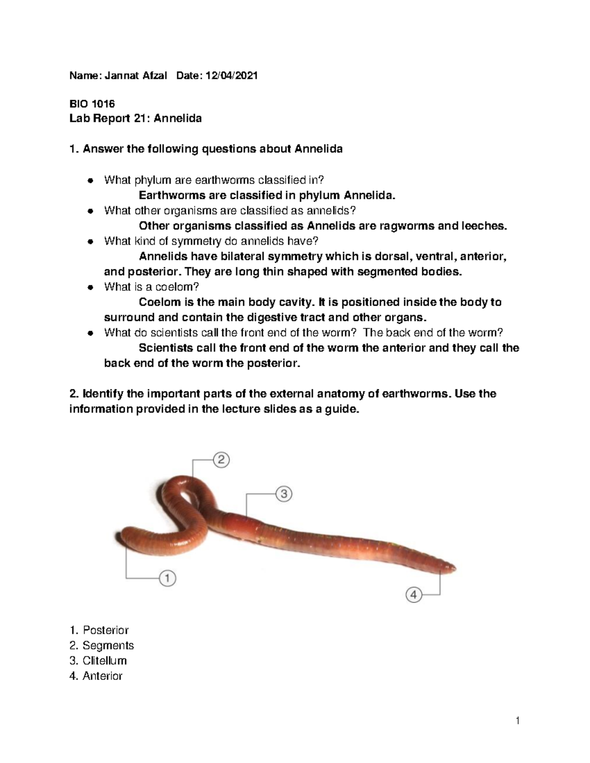 BIO 1016 Annelida - lab report - Name: Jannat Afzal Date: 12/04/ BIO ...