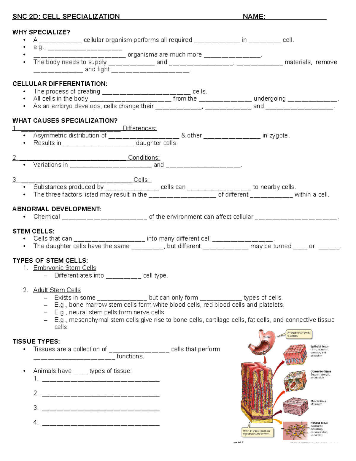 SNC2D Bio09 Cell Specialization - SNC 2D: CELL SPECIALIZATION NAME: WHY ...