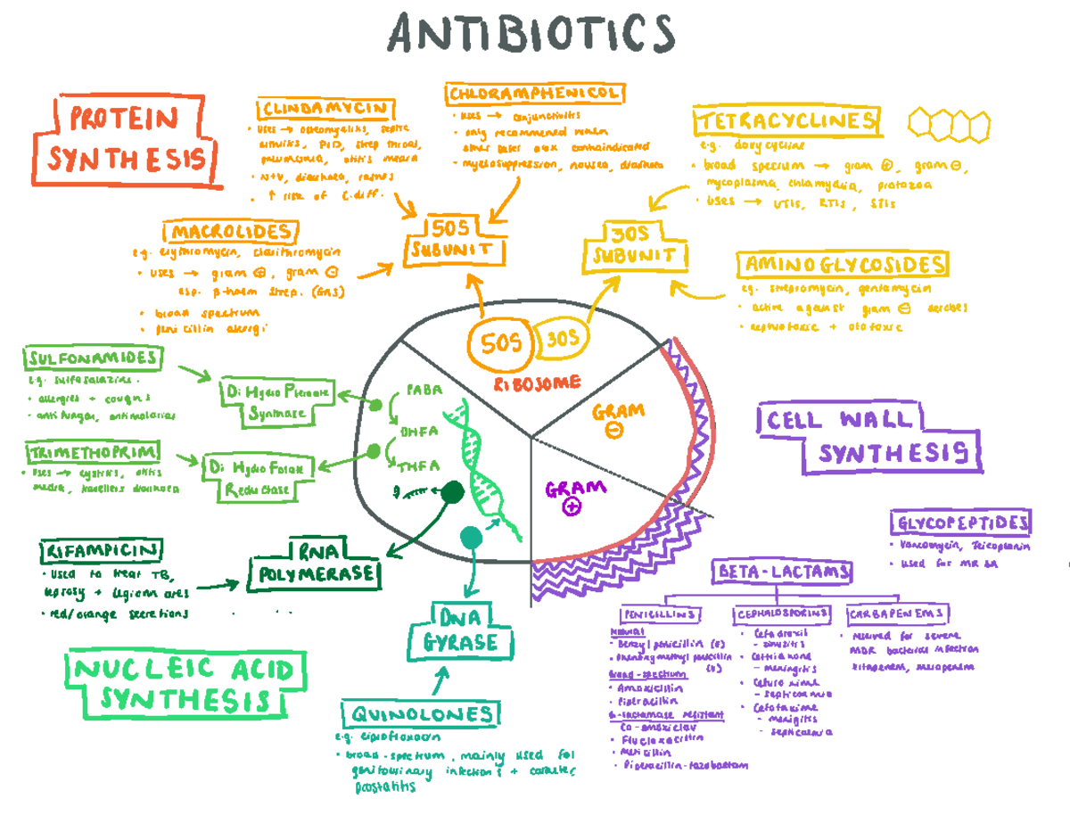 Antibiotics Mechanism - ANTIBIOTICS CHLORAMPHENICOL PROTEIN CLINDAMYCIN ...