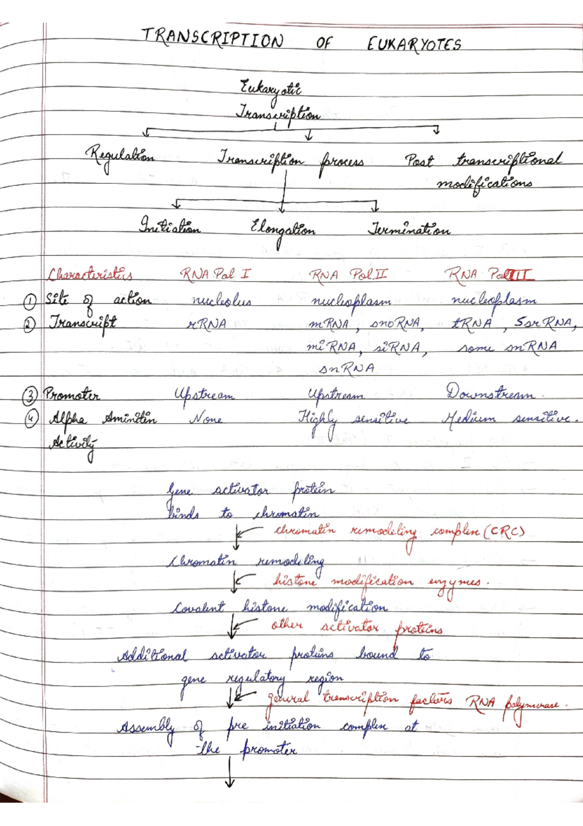 Transcription of eukaryotes - Life sciences - Studocu