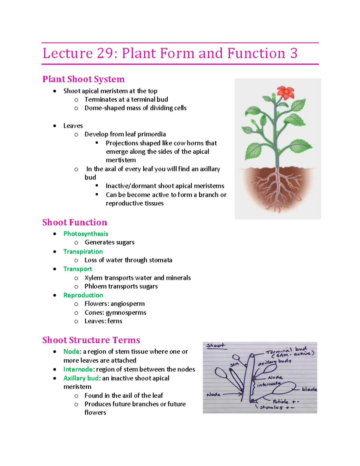 Lecture 29 - The Plant Shoot - Warning: TT: undefined function: 32 Warning: TT: undefined ...