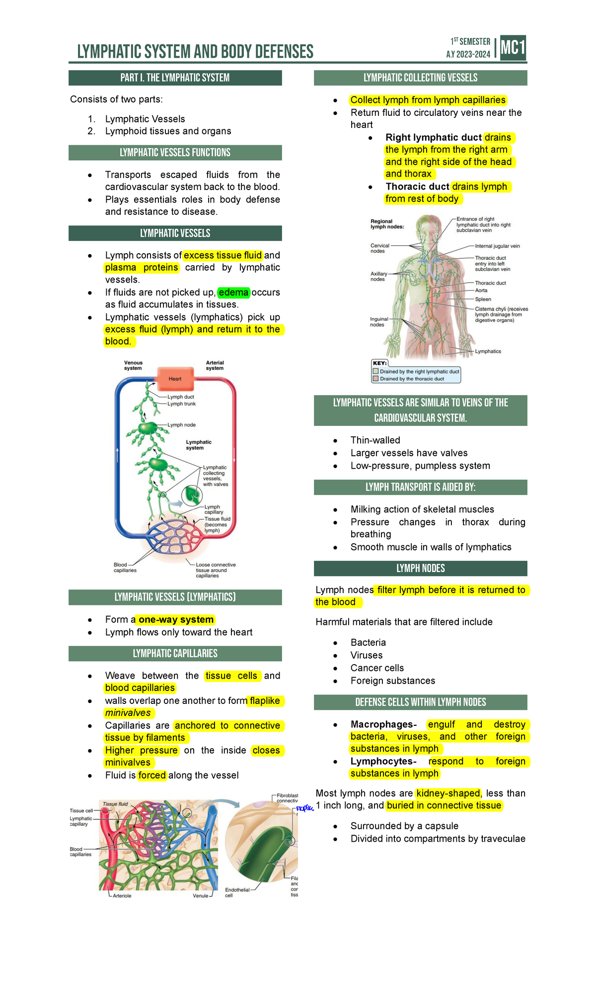 Lymphatic system - Lymph - |MC 1 Lymphatic system and body defenses A ...