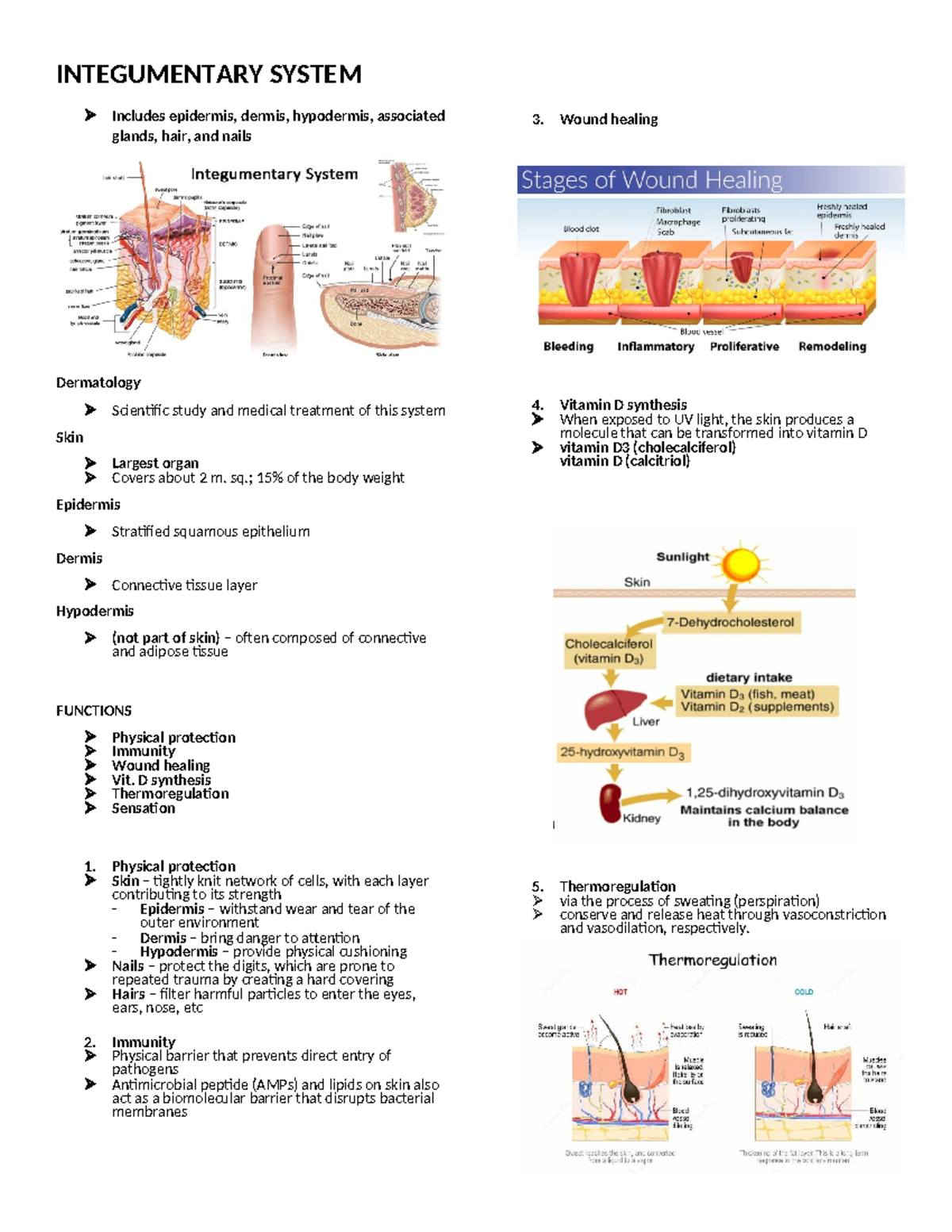 Integumentary System - lecture notes - INTEGUMENTARY SYSTEM Includes ...