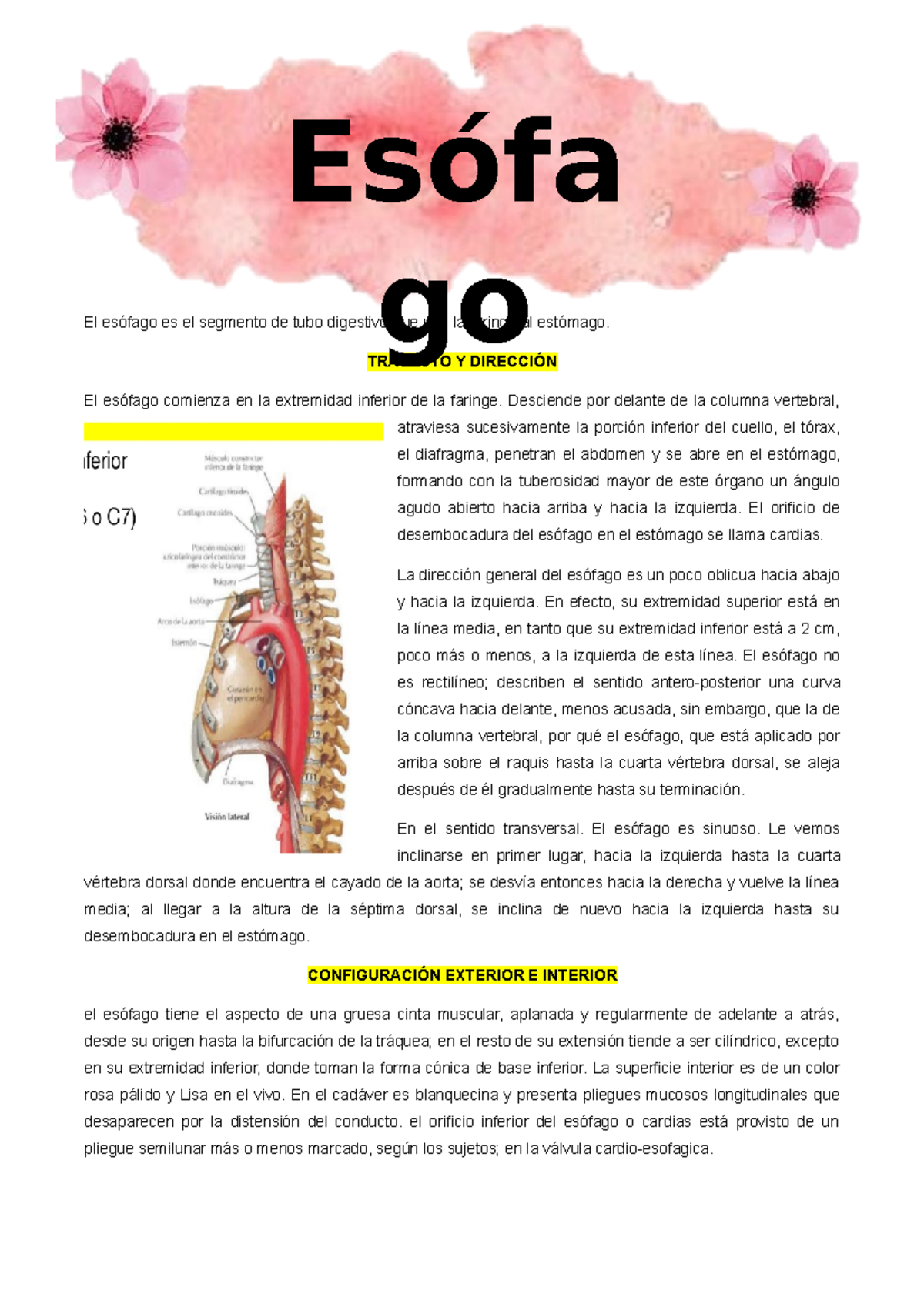 Esofago y estomago - El esófago es el segmento de tubo digestivo que ...