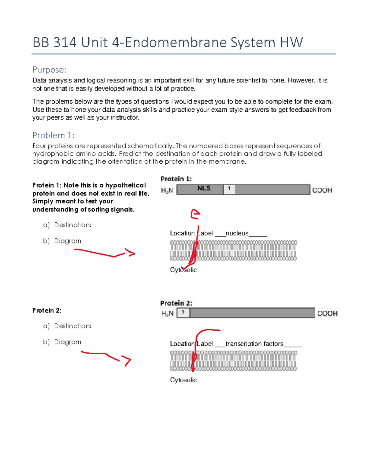 Unit 4 - Endomembrane Homework - Warning: TT: undefined function: 32 BB 314 Unit 4-Endomembrane ...