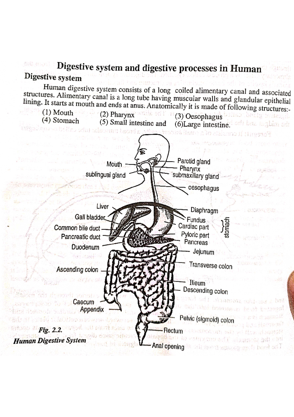 Digestive system and Digestive process in Human - Kerala university ...