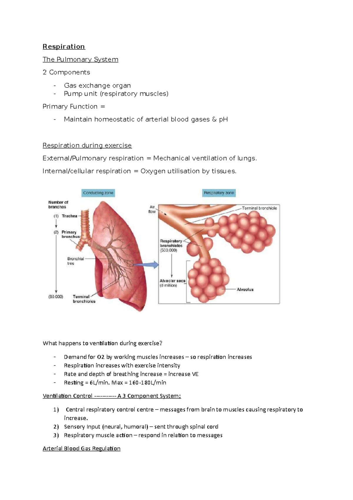 Respiration During Exercise - Respiration The Pulmonary System 2 ...