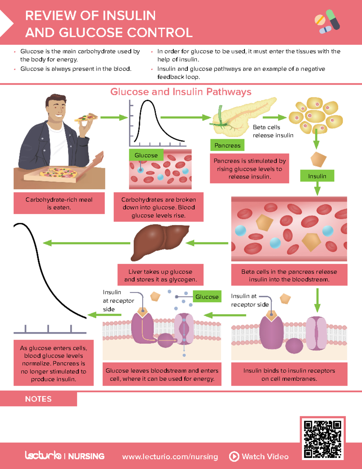 Med-Surg 1 Endocrine studying tool - lecturio/nursing Watch Video NOTES ...