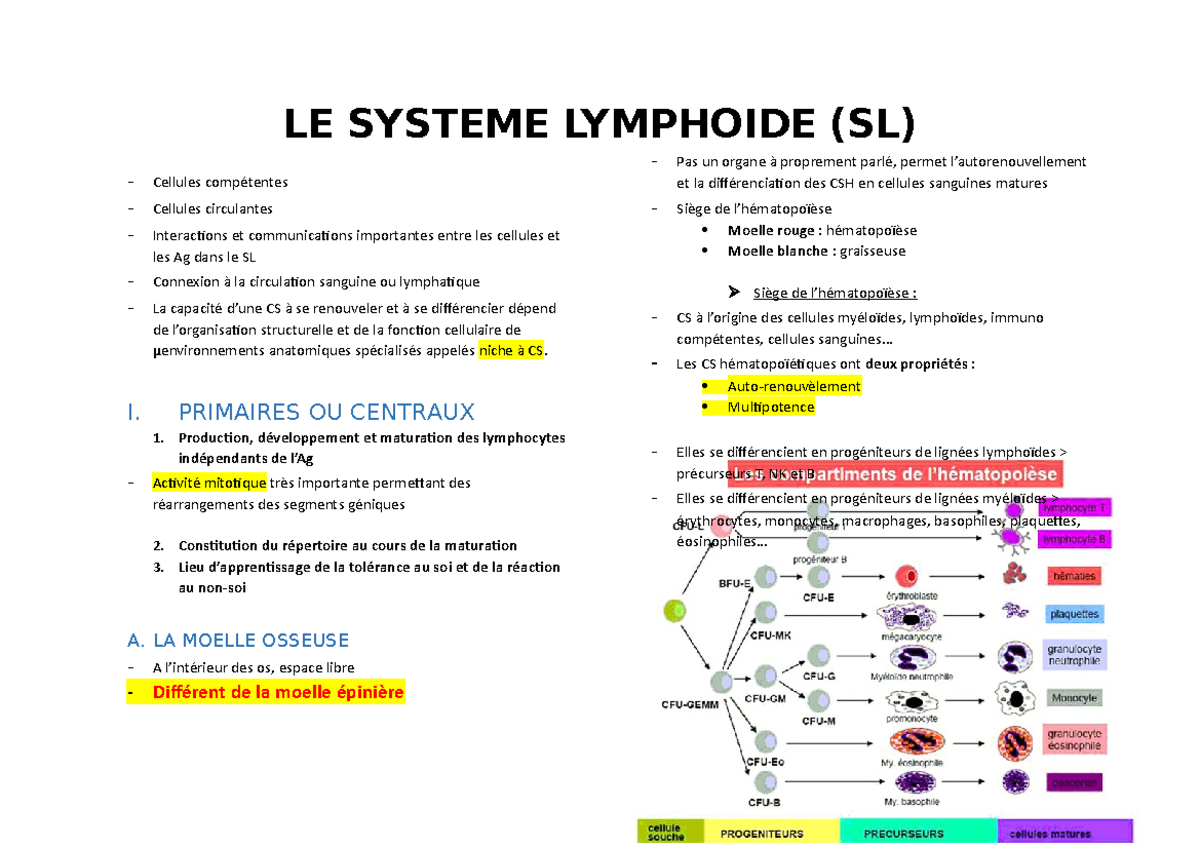 LE Systeme Lymphoide - Ce cours développe les organes et les différents ...