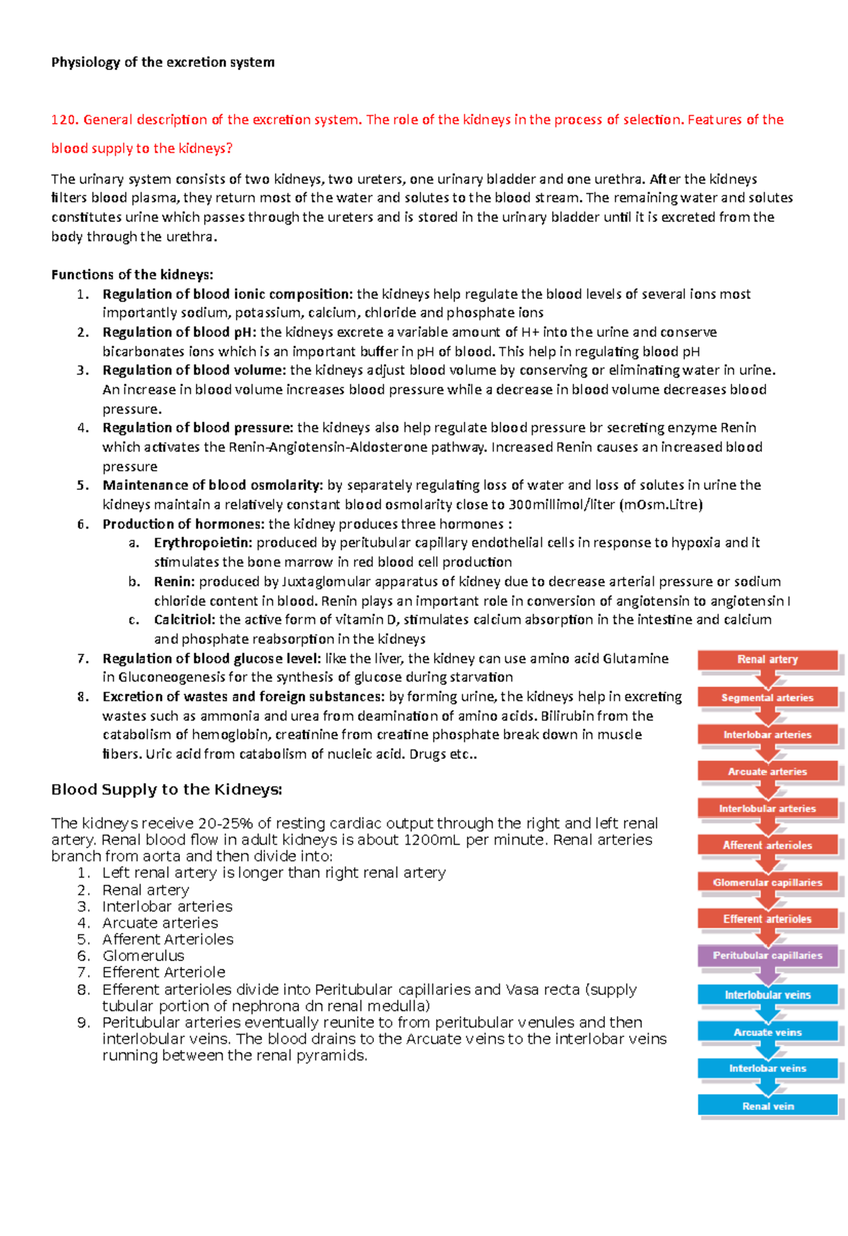 Physiology of the Excretion System - Physiology of the excretion system ...