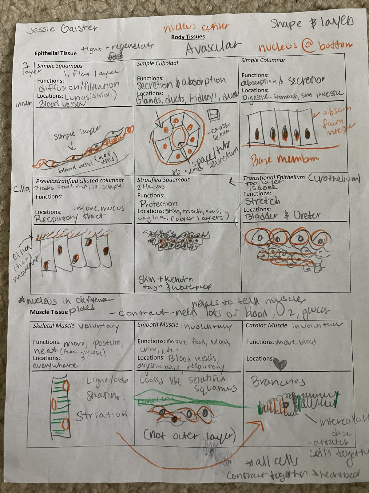 2 Lab Notes Epithelial Tissue and Muscle Tissue Diagrams, Functions ...