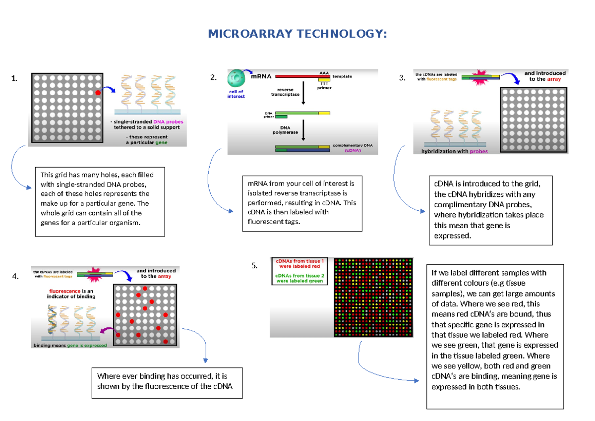 Microarray Technology - MICROARRAY TECHNOLOGY: This grid has many holes ...