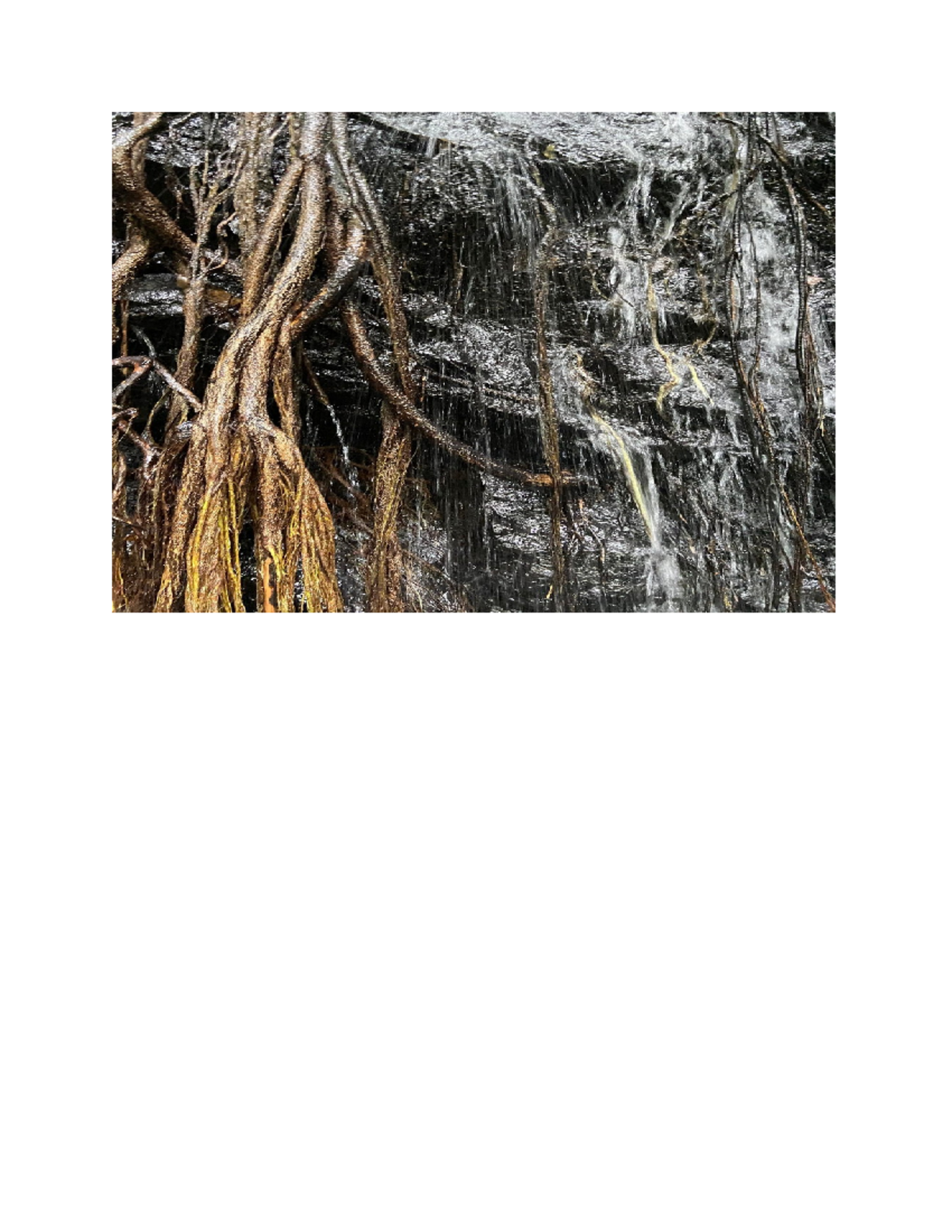 Module 1 - bio - Biological weathering is the breakdown of rock and ...
