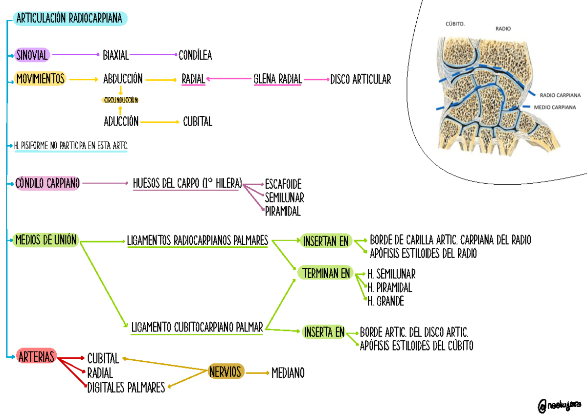 Artic. Radiocarpiana (De la muñeca) - Articulación radiocarpiana ...