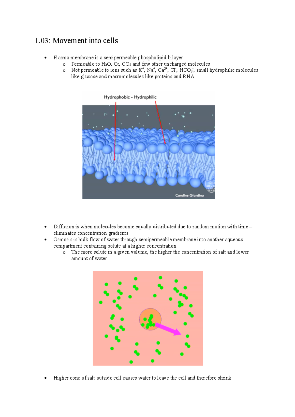 BIO1008sem1 - Summary Human Biology - L 0 3: Movement into cells Plasma ...