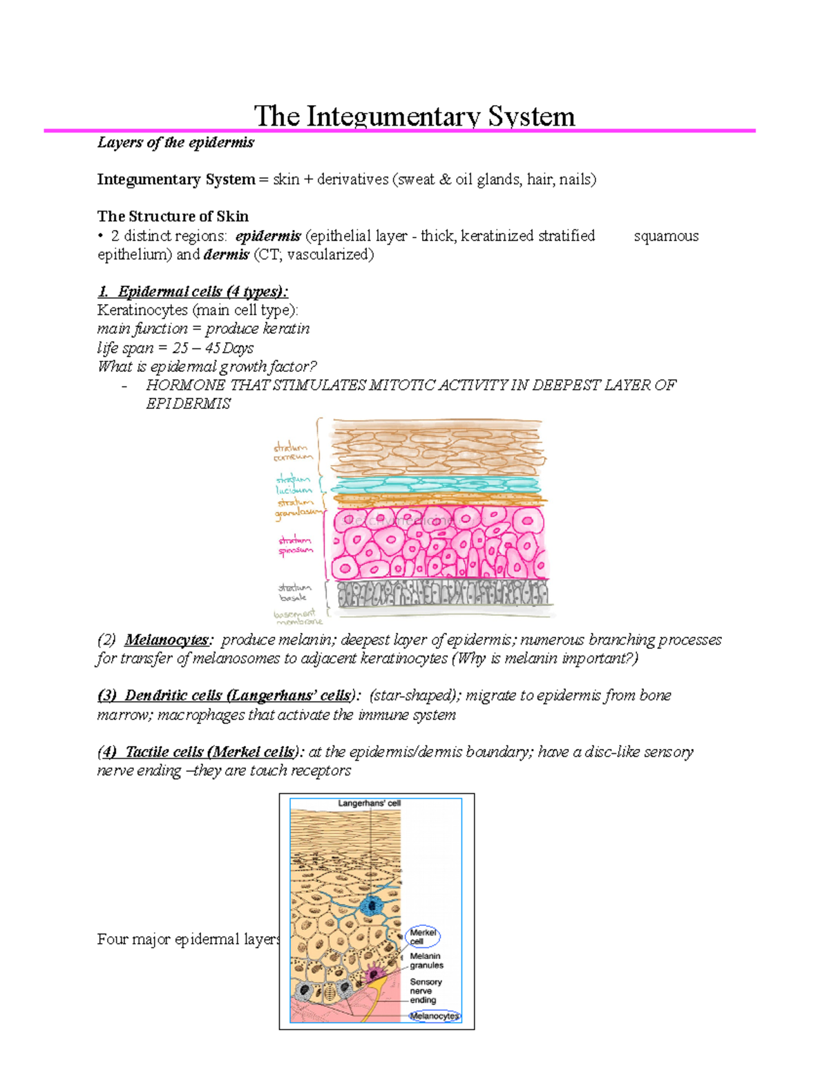 The Integumentary System - The Integumentary System Layers of the ...