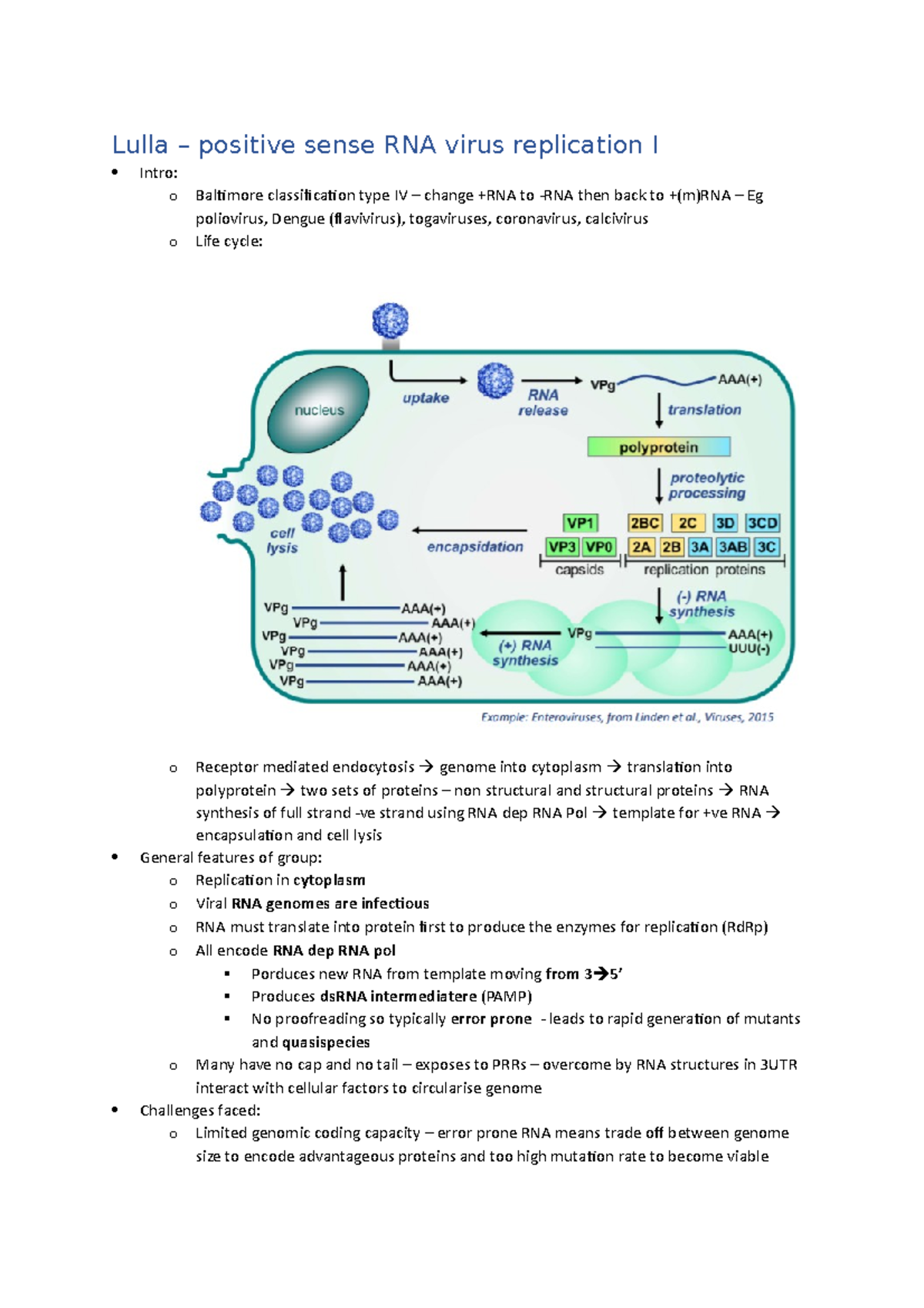 Lulla postiive strand replication - Lulla – positive sense RNA virus ...